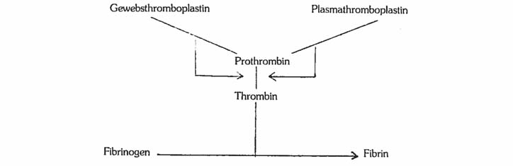 Die Physiologie der Gerinnung - raum & zeit