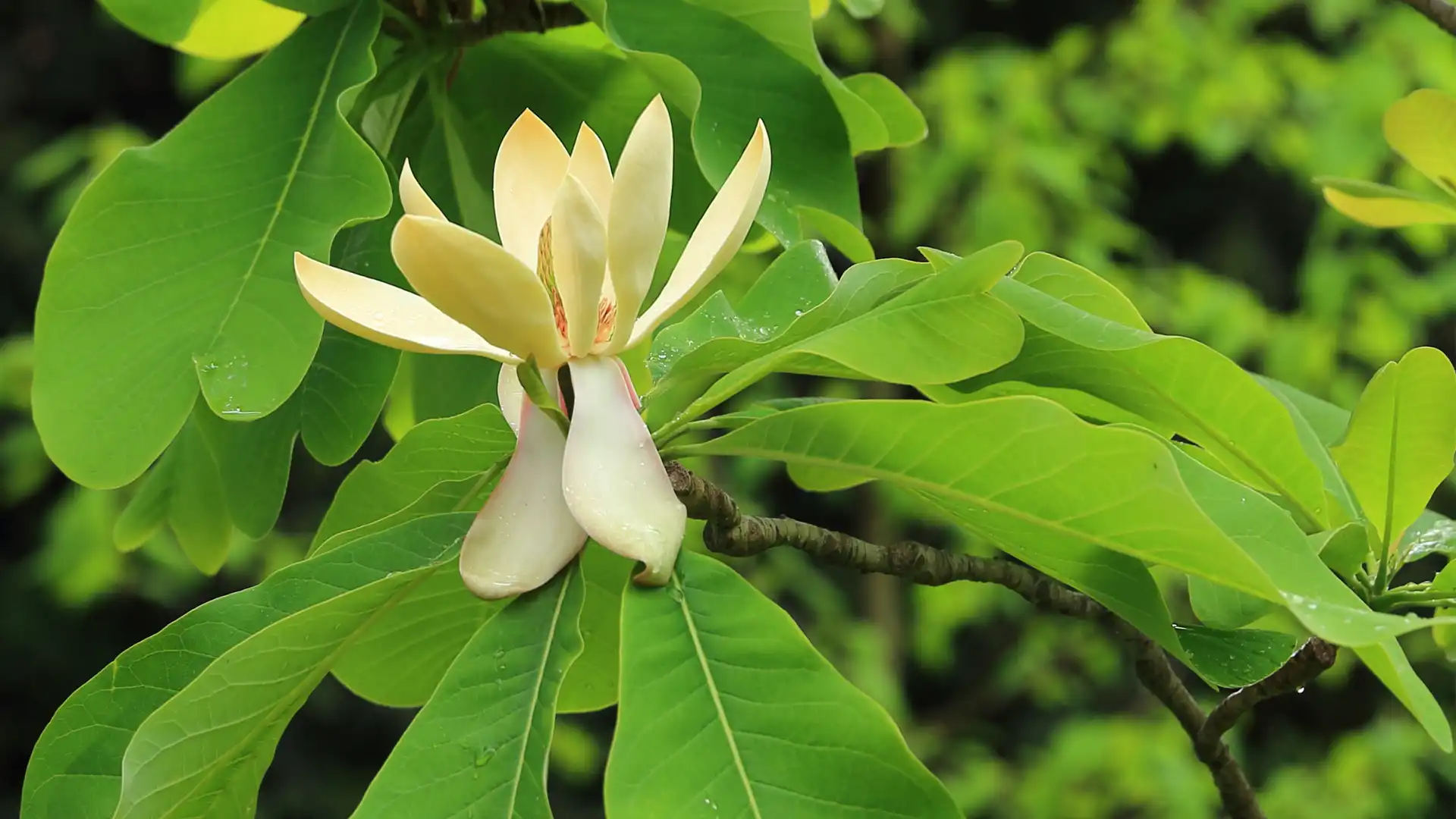 Heilende Schönheit - raum & zeit
